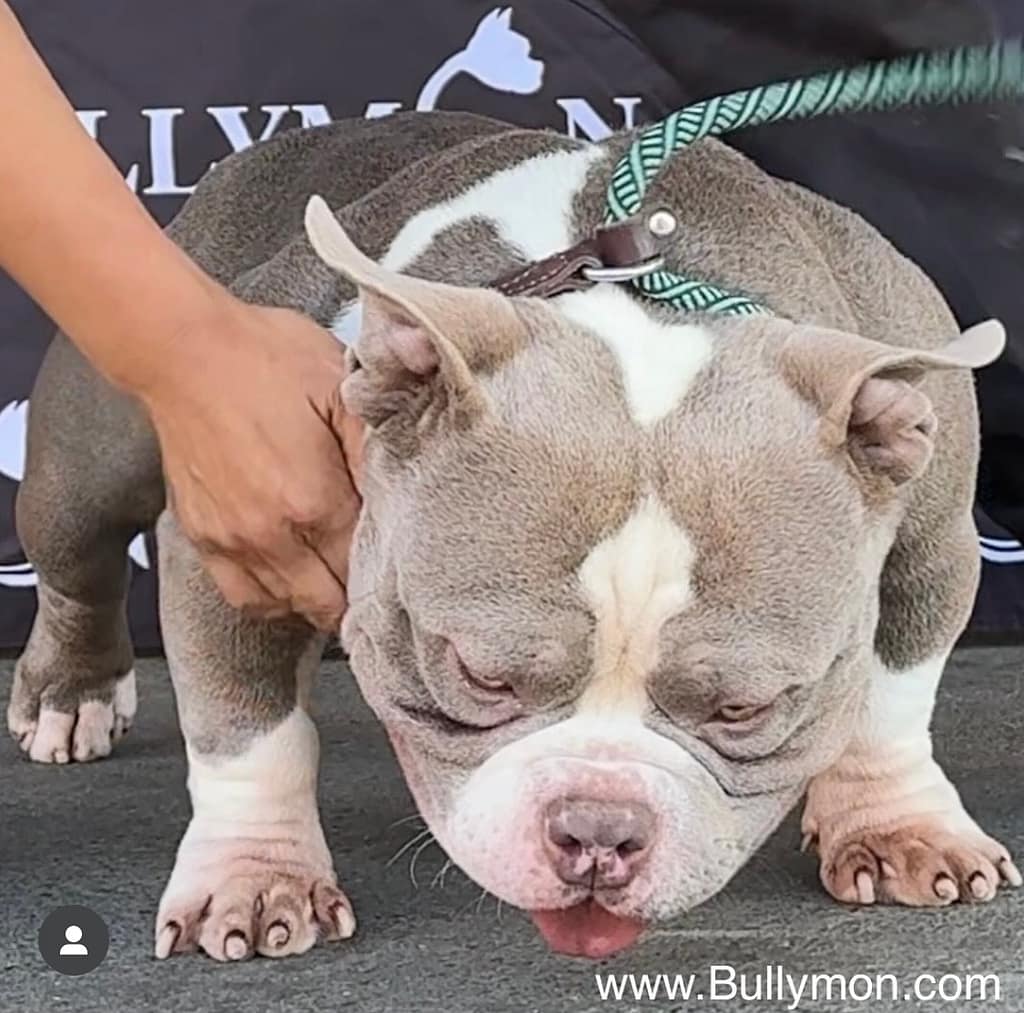 Mini American Bully Atro Boy - Extreme Bullies Australia -Mini Pocket ...