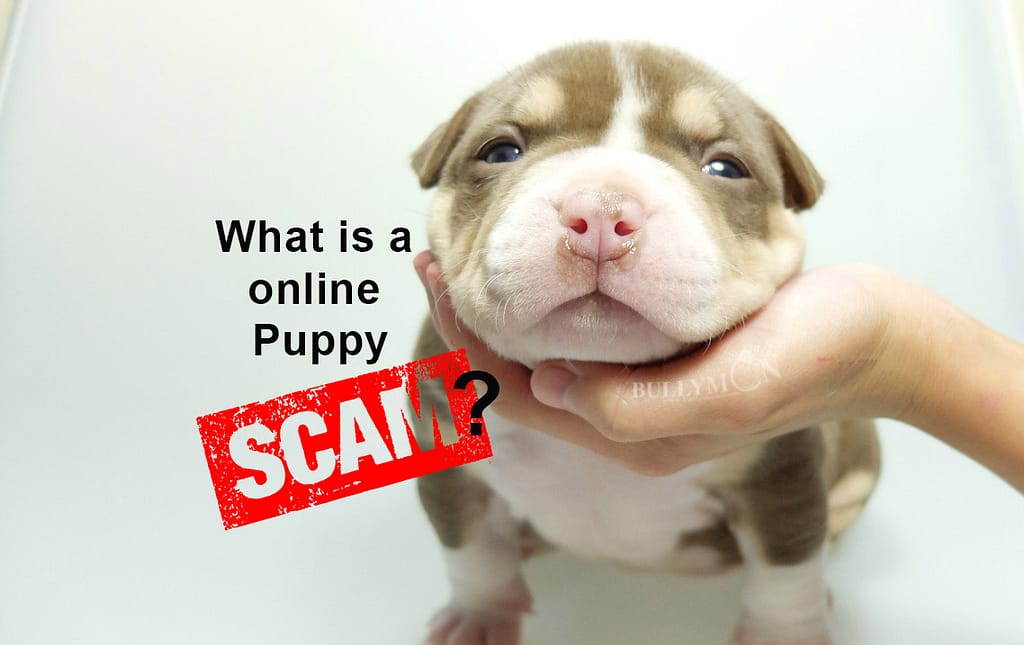 How online Puppy Pet Scam works and Signs of a Puppy Scam - Extreme ...
