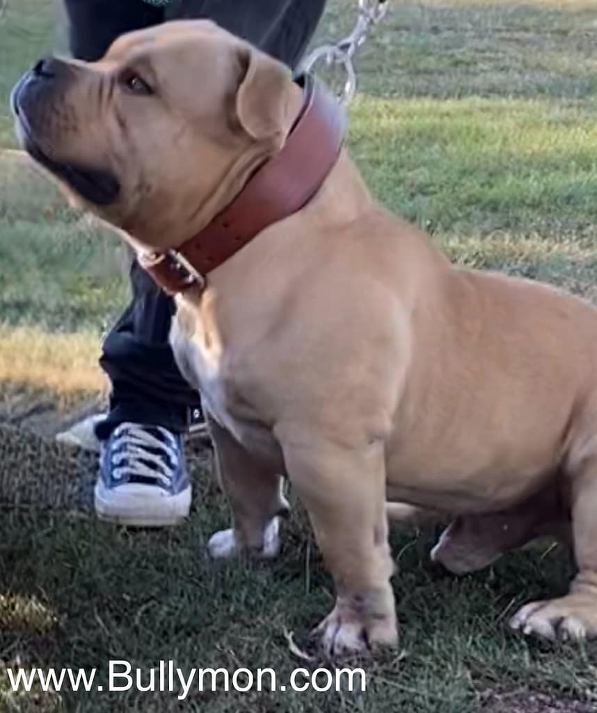 The future of the American Bully breed - Extreme Bullies Australia ...